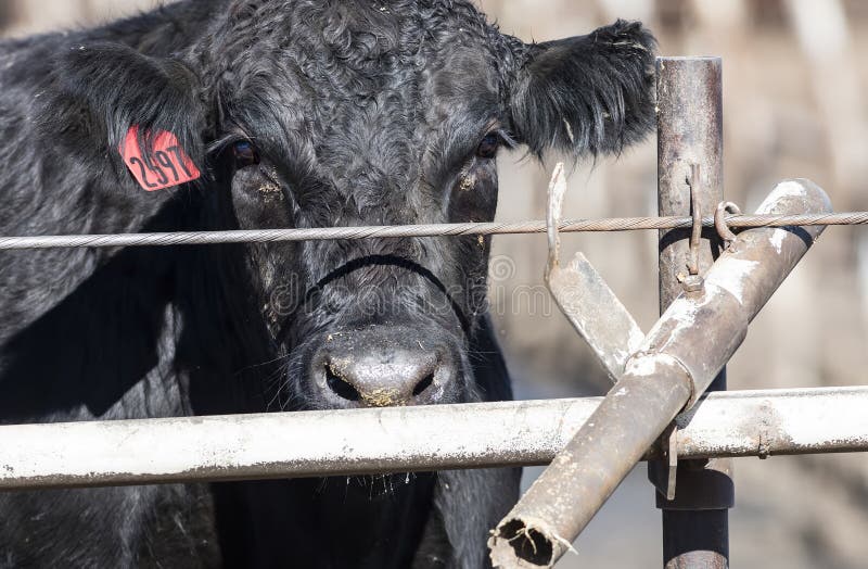 Feedlot Cows in the Muck and Mud Stock Image - Image of muck, cows ...