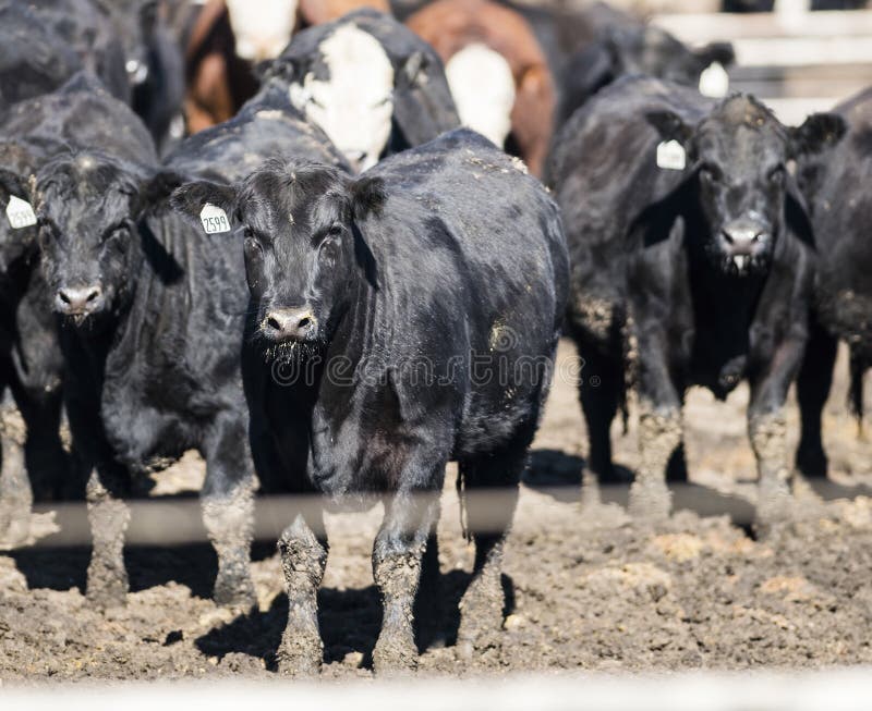 Feedlot Cows in the Muck and Mud Stock Photo - Image of muck, fence ...