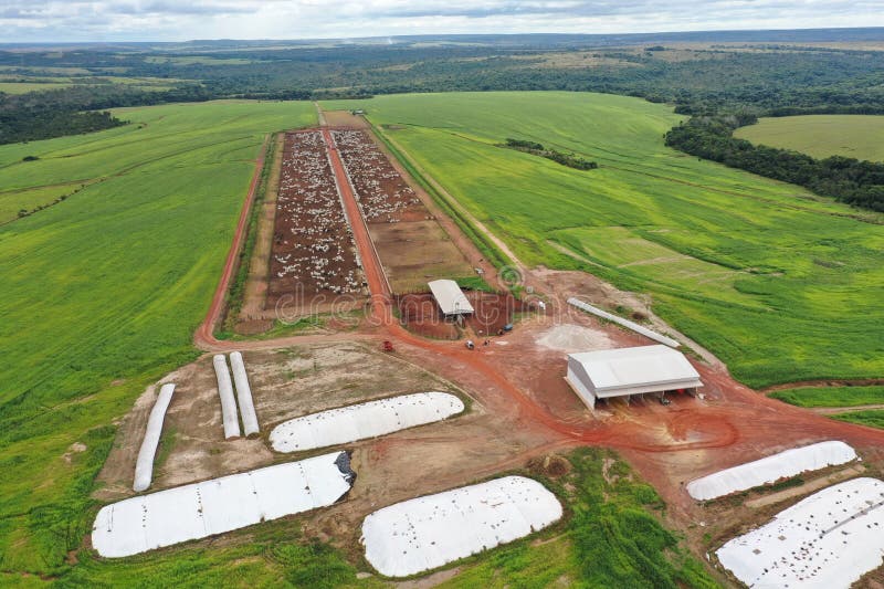 Feedlot Intensive Production System Beef Cattle Stock Photo - Image of ...