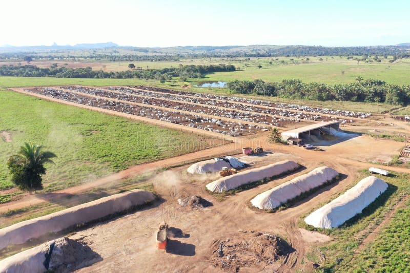 Feedlot Intensive Production System Beef Cattle Stock Image - Image of ...