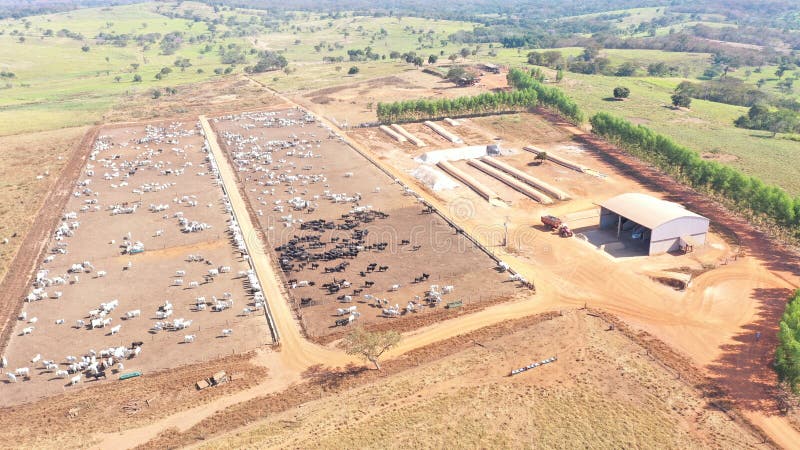 Feedlot Intensive Production System Beef Cattle Stock Image - Image of ...