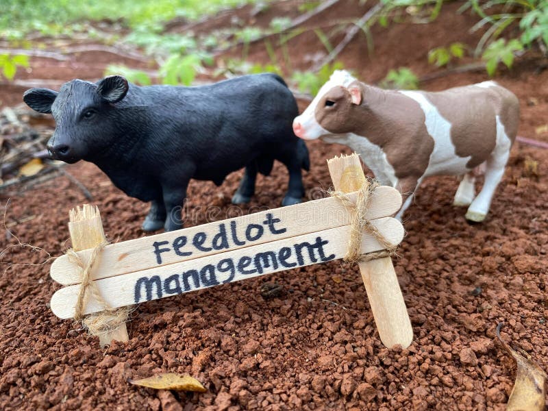 Feedlot Mastery: Unleashing the Secrets of Efficient Cattle Management ...