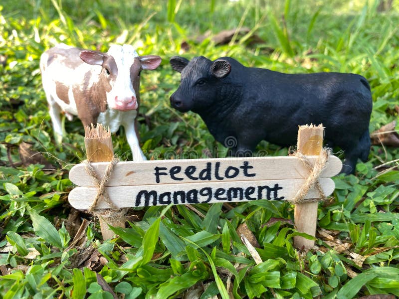 Feedlot Mastery: Unleashing the Secrets of Efficient Cattle Management ...