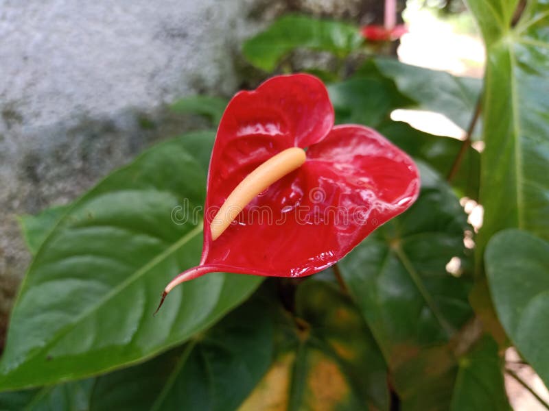 Feel the Beauty of the Red Anthurium Stock Image - Image of petal ...