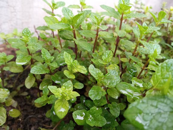 Fresh Watered Green Mint stock image. Image of plant - 218437613