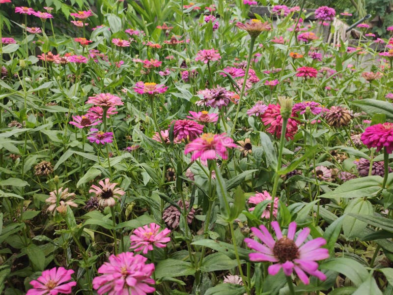 Good flower stock photo. Image of produce, blossom, flower - 228014490