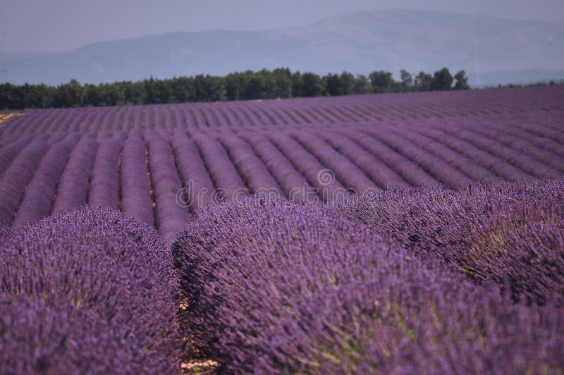 Feel the lavender stock photo. Image of herbal, beauty - 33170888