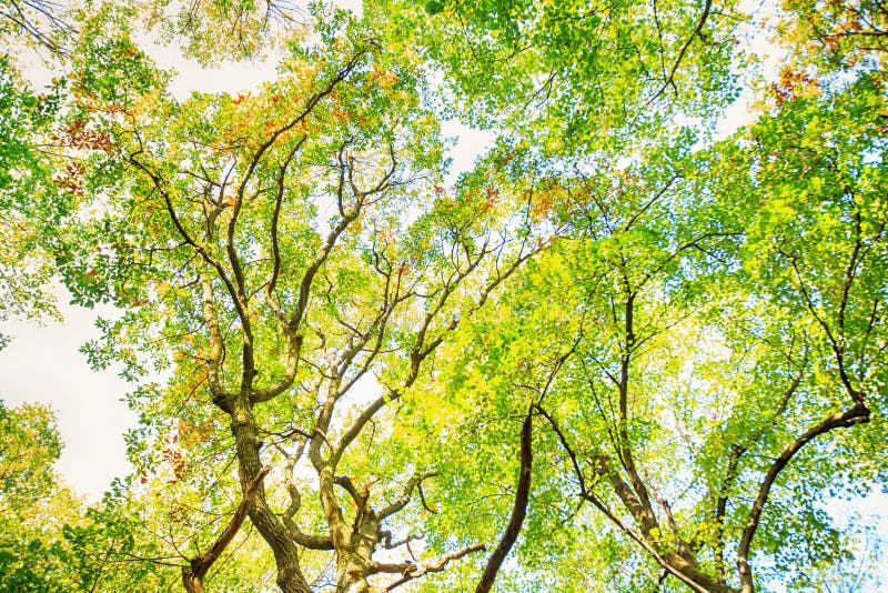 Feel nature autumn forest stock image. Image of graceful - 102147331