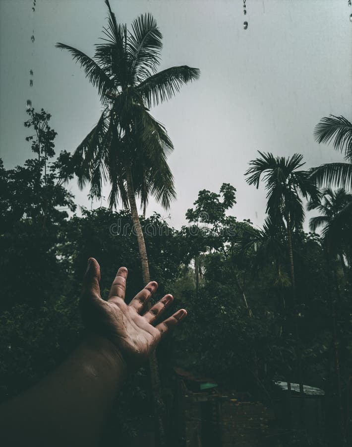 Feel the Rain stock photo. Image of people, trees, limit - 192007300