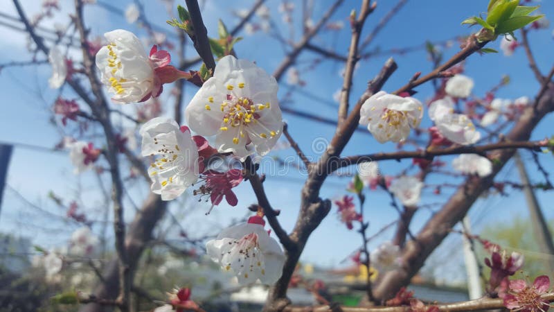 Feel the spring! stock image. Image of spring, blue - 103681727