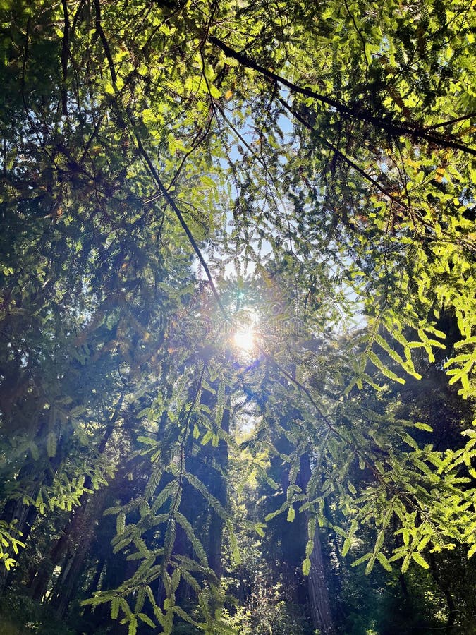 Sky Light peaking through stock photo. Image of leaf - 259792746 Sky Light peaking through stock photo. Image of leaf - 259792746