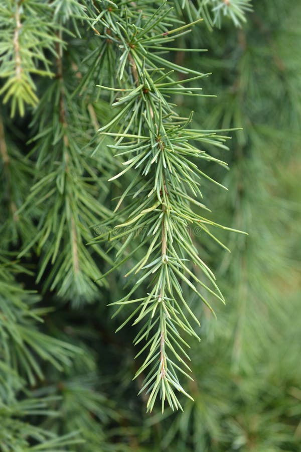 Feelin Blue Deodar Cedar stock image. Image of nature - 126961091