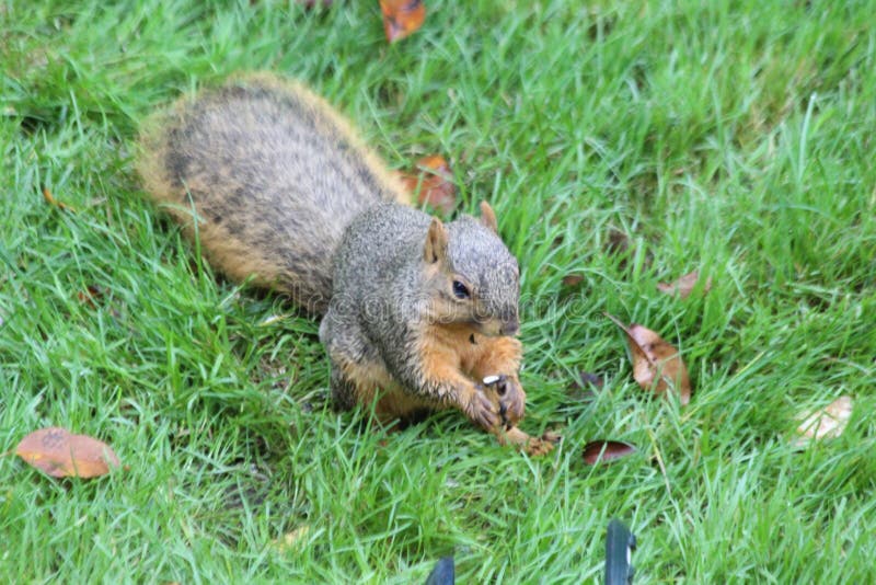 Nutty squirrel stock photo. Image of wood, paws, tail - 23662906