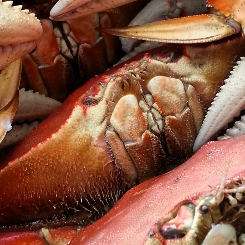 Crabby stock photo. Image of closeup, body, details, marine - 251932