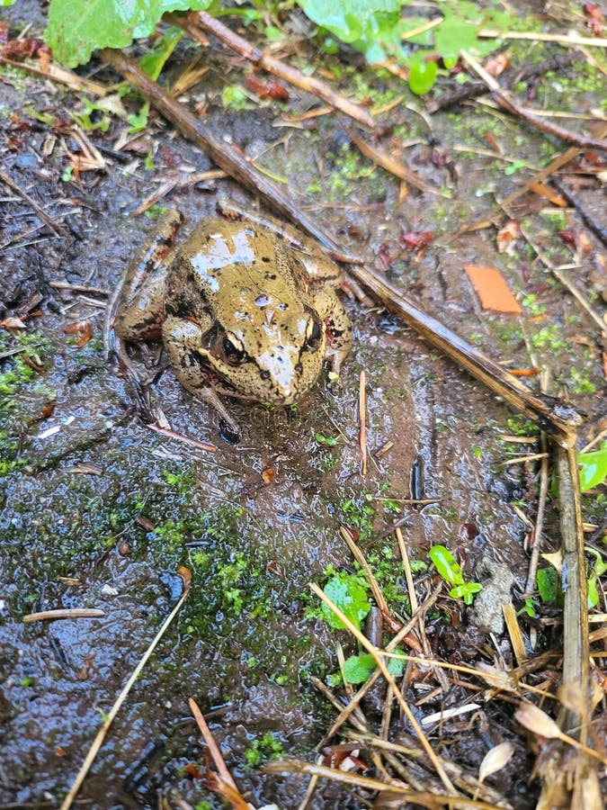 Feeling a Bit Froggy Might Jump Later Stock Image - Image of flower ...