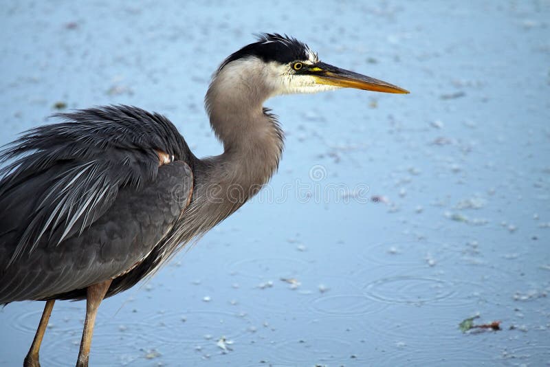 Feeling Blue stock photo. Image of blue, waterbird, great - 10405516