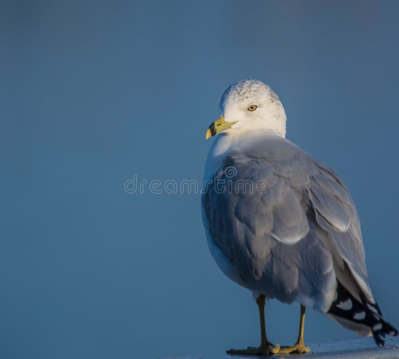 279 Sad Seagull Stock Photos - Free & Royalty-Free Stock Photos from ...