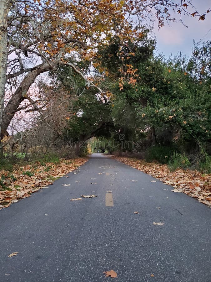 The feeling of fall stock photo. Image of fall, serenity - 173989778