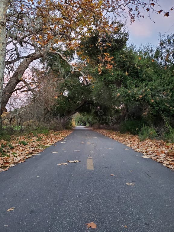 The feeling of fall stock photo. Image of fall, serenity - 173989778