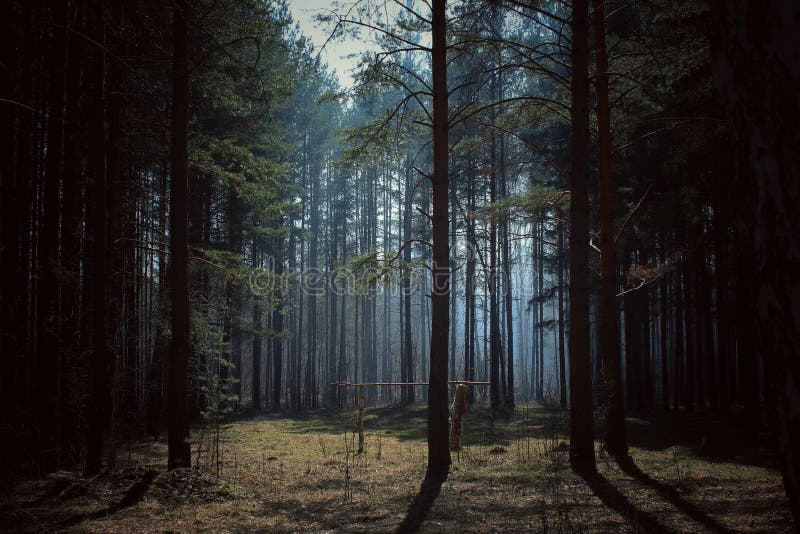 The feeling of the forest stock photo. Image of forest - 93807760