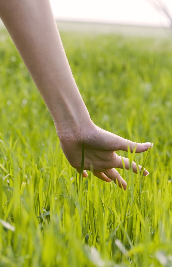 4,262 Hand Touching Grass Stock Photos - Free & Royalty-Free Stock ...