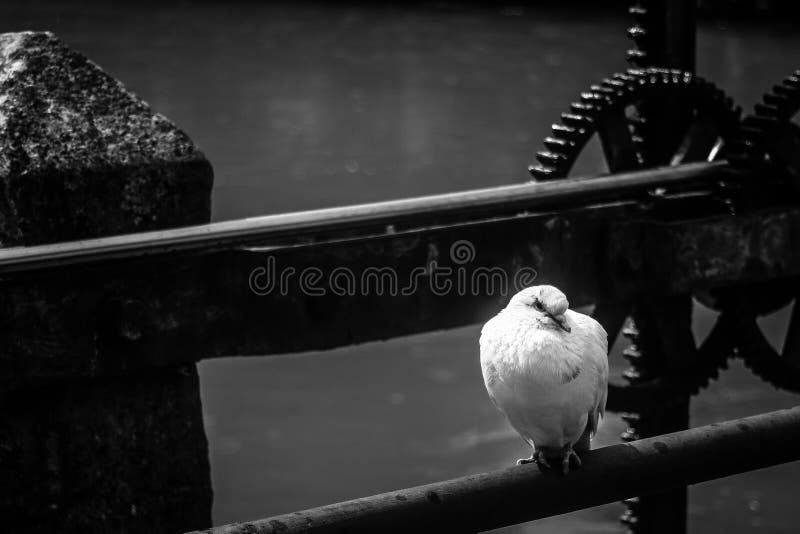 Feeling so sad stock image. Image of blackandwhite, pigeon - 159036597