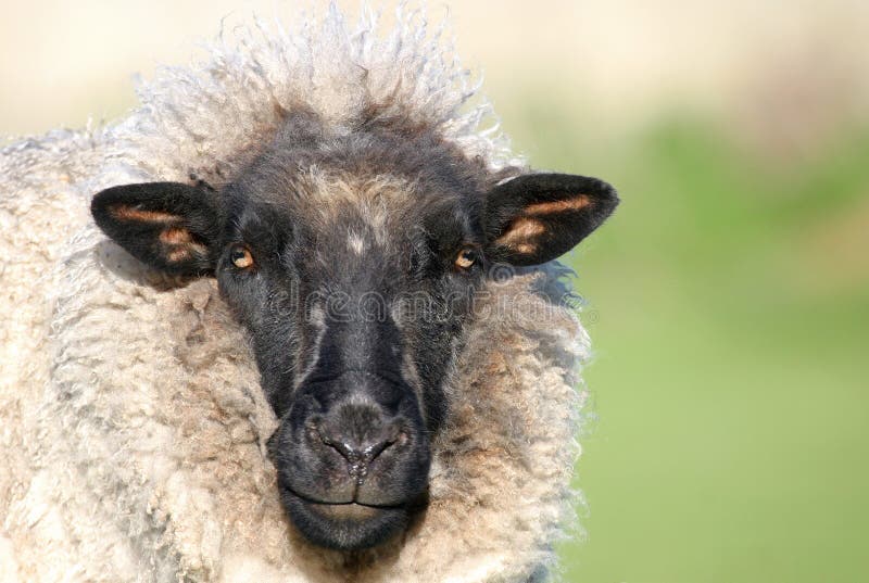 Sheepish 1 stock image. Image of space, protection, animal - 1091523