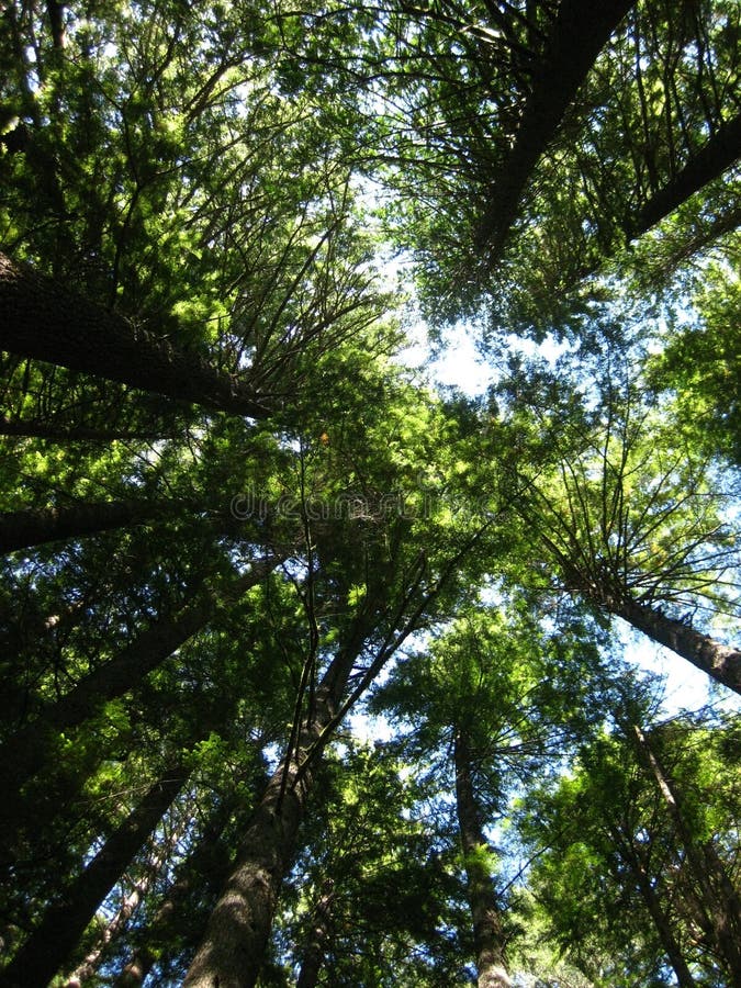 Feeling Small in the Forest, Looking Up at Tall Trees Stock Photo ...