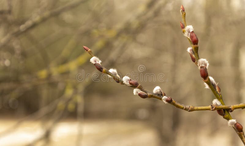 Feeling of Spring with Willow Branches Stock Photo - Image of nature ...