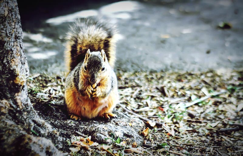 Squirly Stock Photos - Free & Royalty-Free Stock Photos from Dreamstime