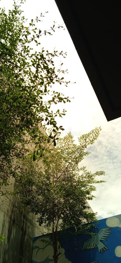 Feels like heaven stock image. Image of blossom, feels - 255964475