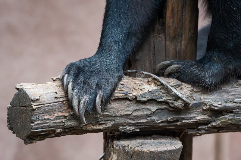 Malayan sun bear. stock photo. Image of eating, funny - 122020264