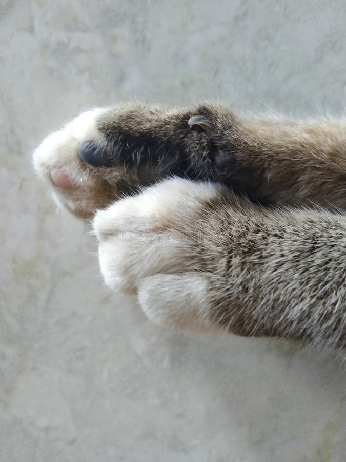 The feet of cat stock photo. Image of animal, feet, foot - 231252396