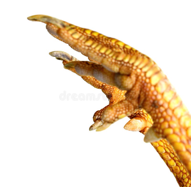 Close Up of Chicken Walking Near Fence in Paddock Outdoor. Stock Photo ...