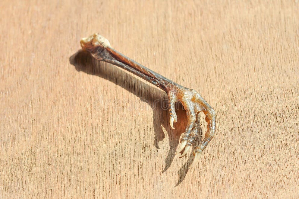 Feet of death hen stock image. Image of leather, scrawny - 36639679