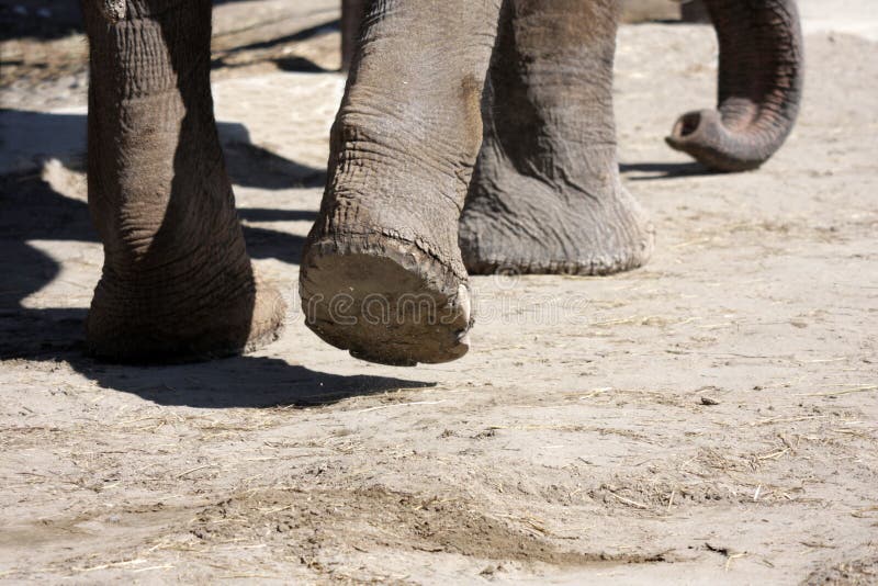 Elephant feet stock image. Image of nails, mammal, floor - 15370893
