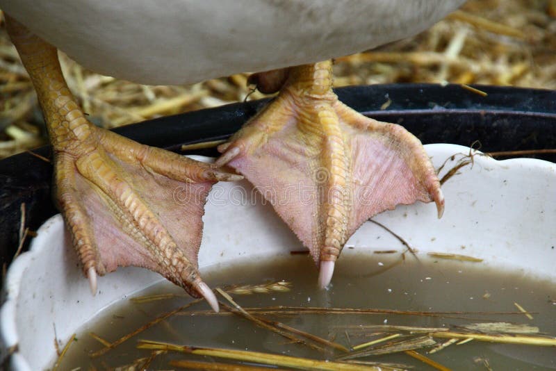 Goose feet stock photo. Image of farmyard, african, foot - 55518018