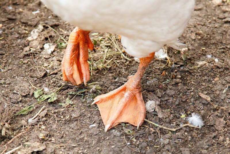 Goose feet stock photo. Image of farmyard, african, foot - 55518018