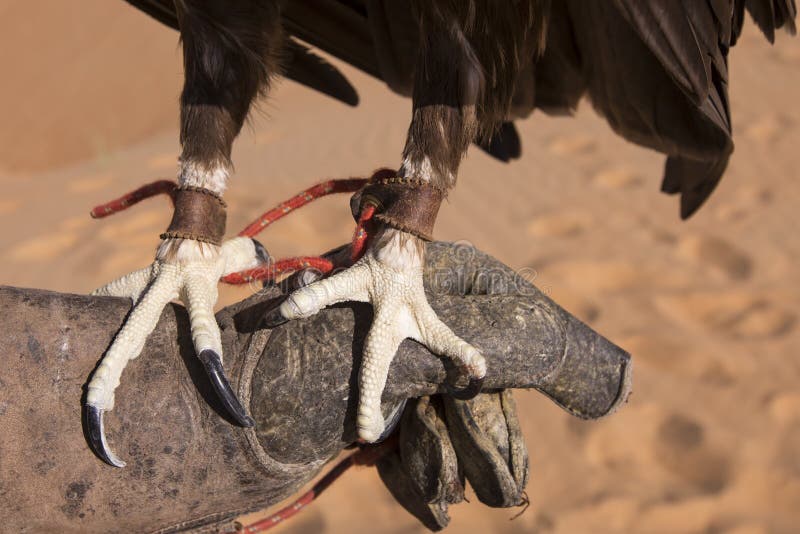 Eagle feet stock photo. Image of feather, kite, hawk - 21077692