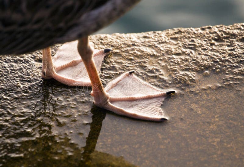 Feet of a gull stock image. Image of pink, skin, natural - 46213681