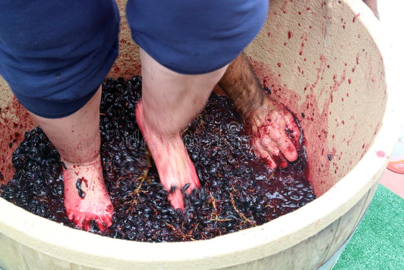 Feet and Hands Stomping Grapes Stock Image - Image of festival, barrel ...