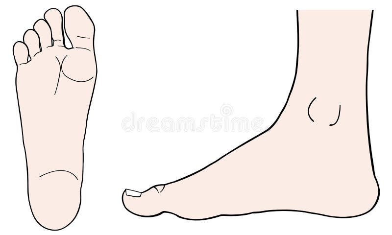Foot Front View Illustration Stock Vector - Illustration of skin ...