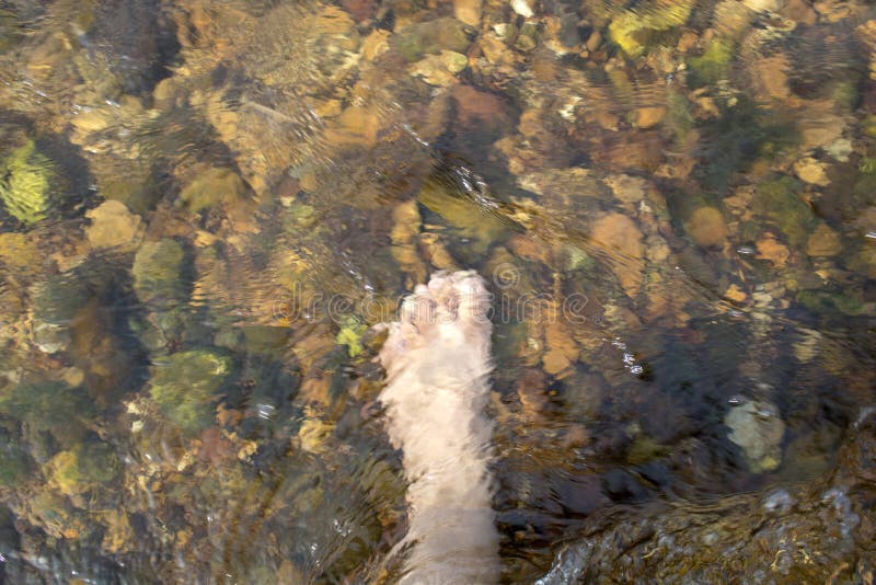 The Feet of Men in the Wild River Stream Stock Photo - Image of movie ...