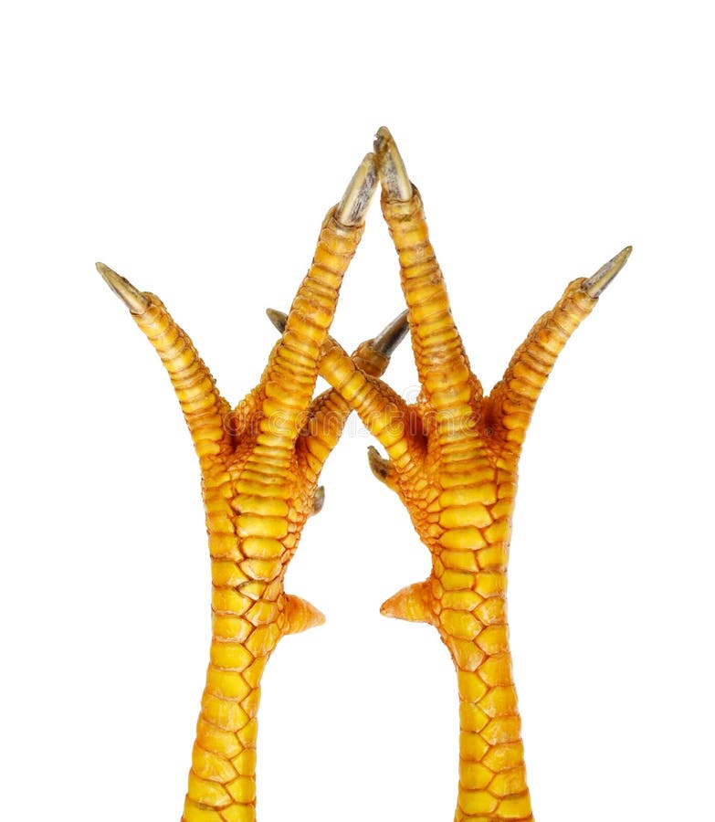 Talons of the. stock photo. Image of bird, chicken, cockerel - 195981854