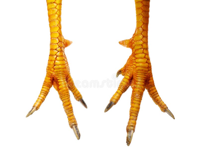 Talons of the stock image. Image of chicken, chickens - 217661799