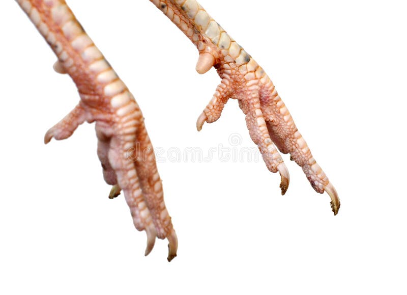 Talons of the. stock image. Image of wood, chicken, birds - 204242537
