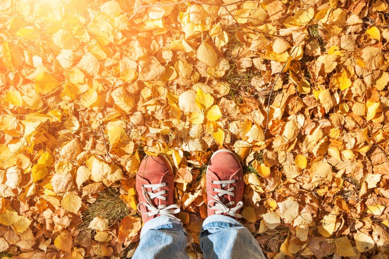 Feet Standing on Fallen Autumn Leaves Stock Image - Image of herb ...