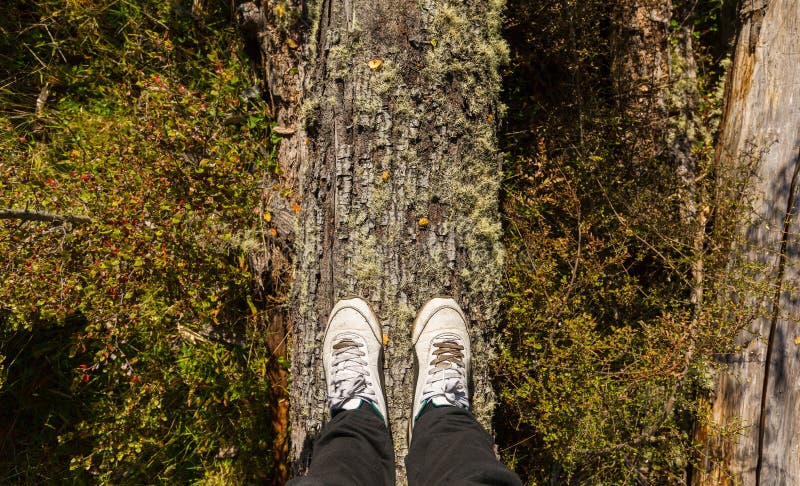 Feet Standing on Tree Trunk Stock Image - Image of look, freedom: 63545801