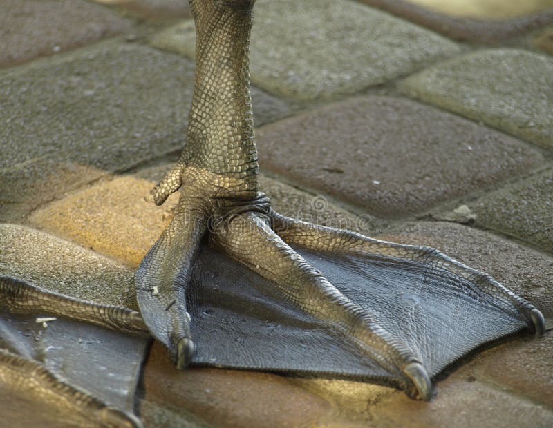121 Swan Webbed Foot Stock Photos - Free & Royalty-Free Stock Photos ...