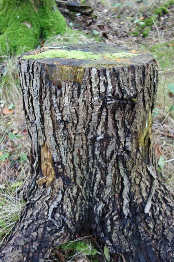 Feet of a Tree stock image. Image of bark, trunk, stump - 161252441